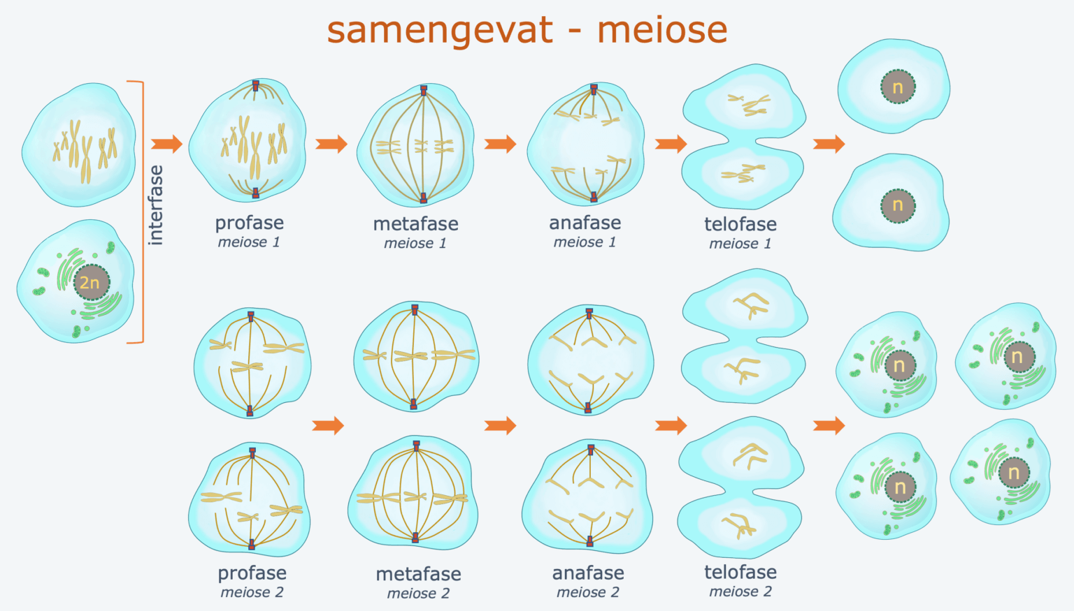 Voortplanting – Biojuf