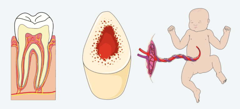 Stamcellen – Biojuf