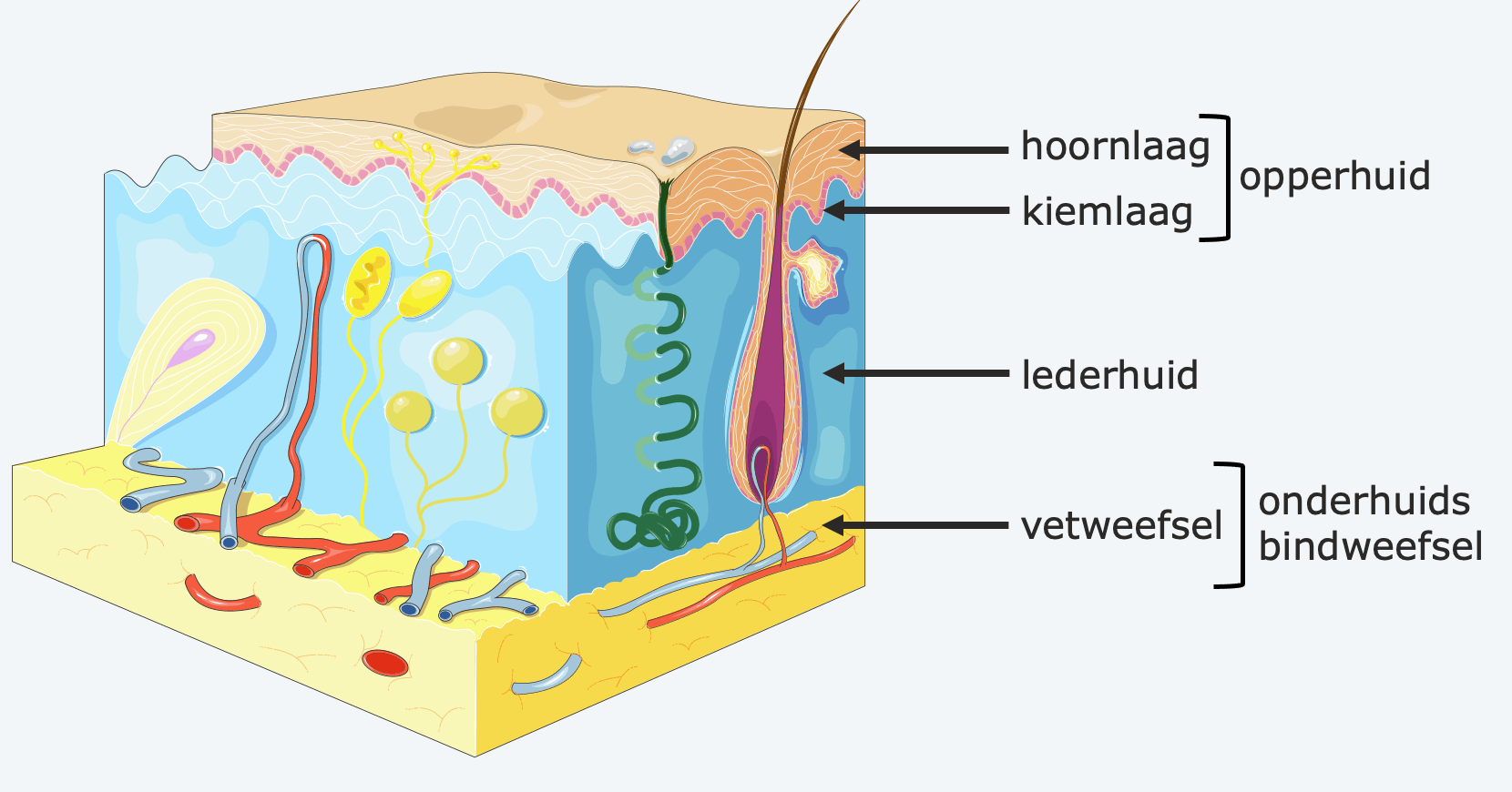 Huid – Biojuf