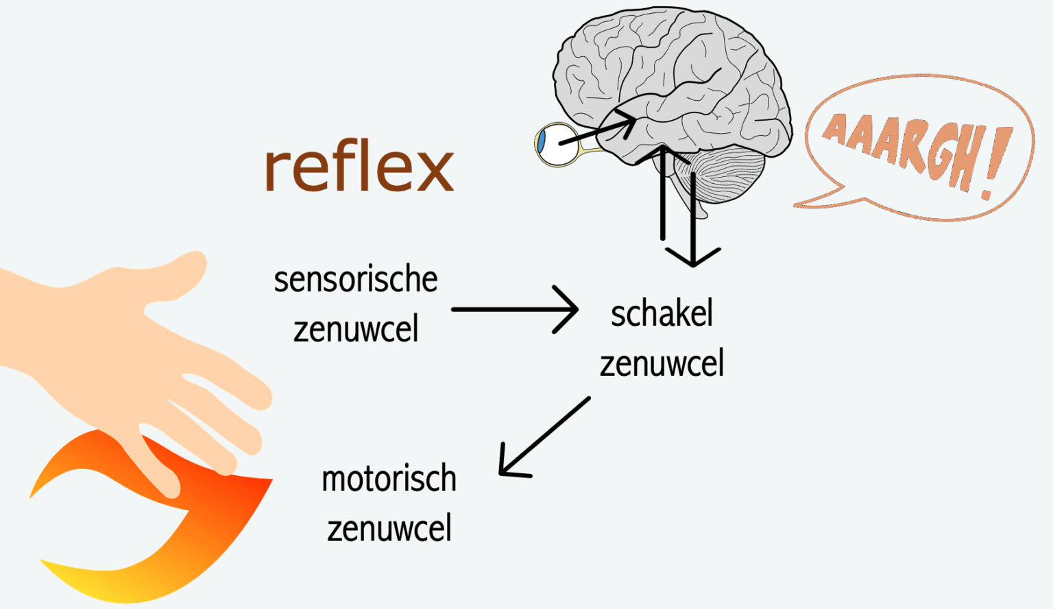 Zenuwstelsel – Biojuf