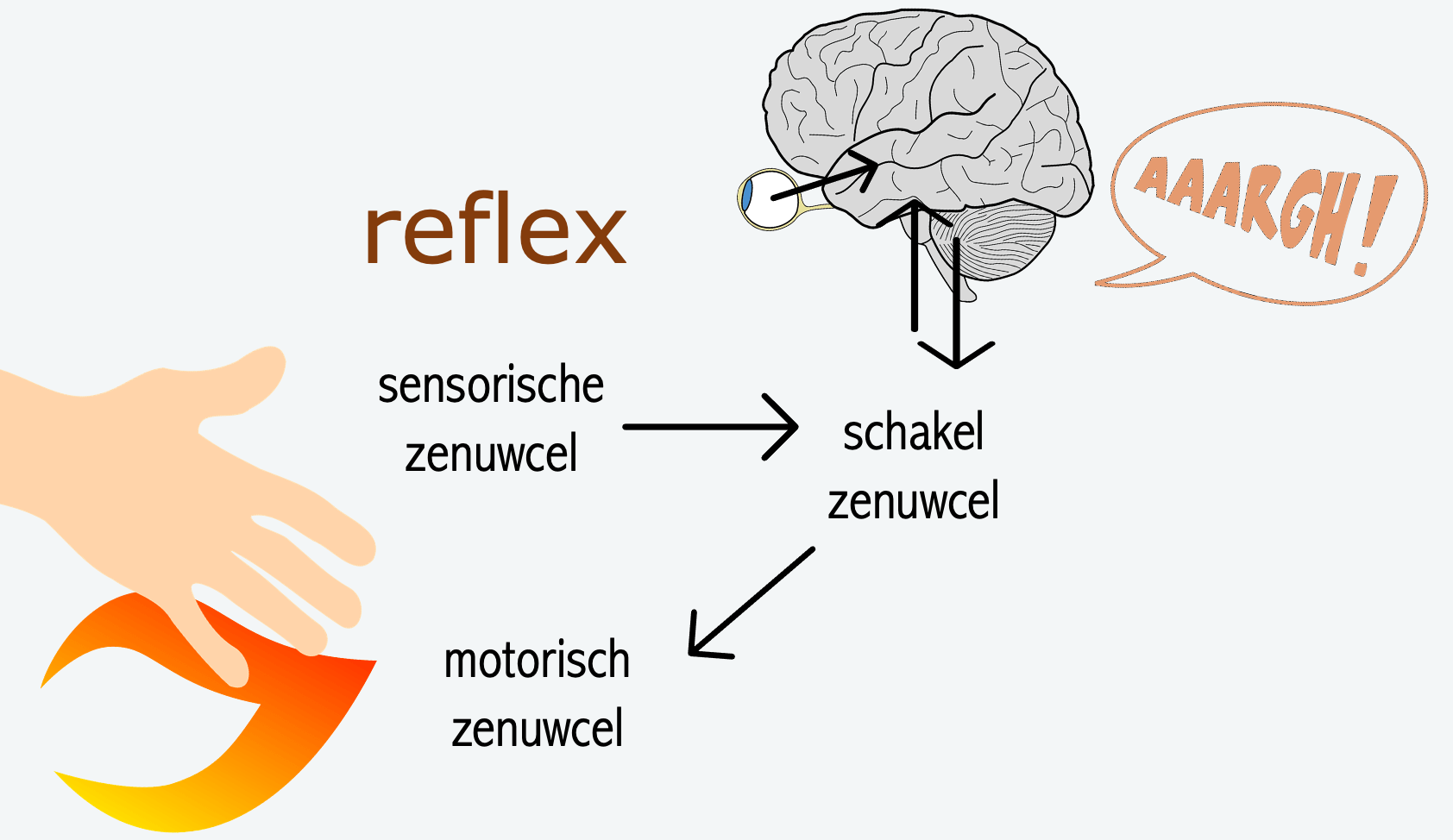 Zenuwstelsel – Biojuf