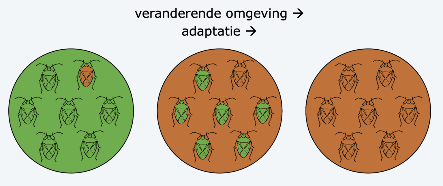 Natuurlijke selectie – Biojuf