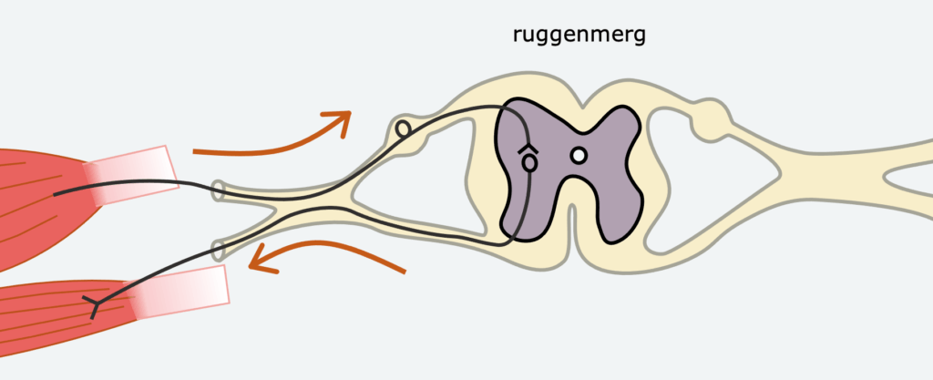 Zenuwstelsel – Biojuf