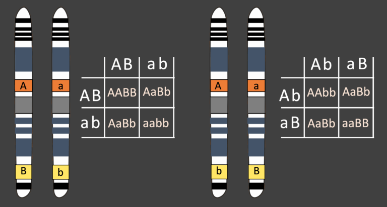 Kruisingsschema’s – Biojuf