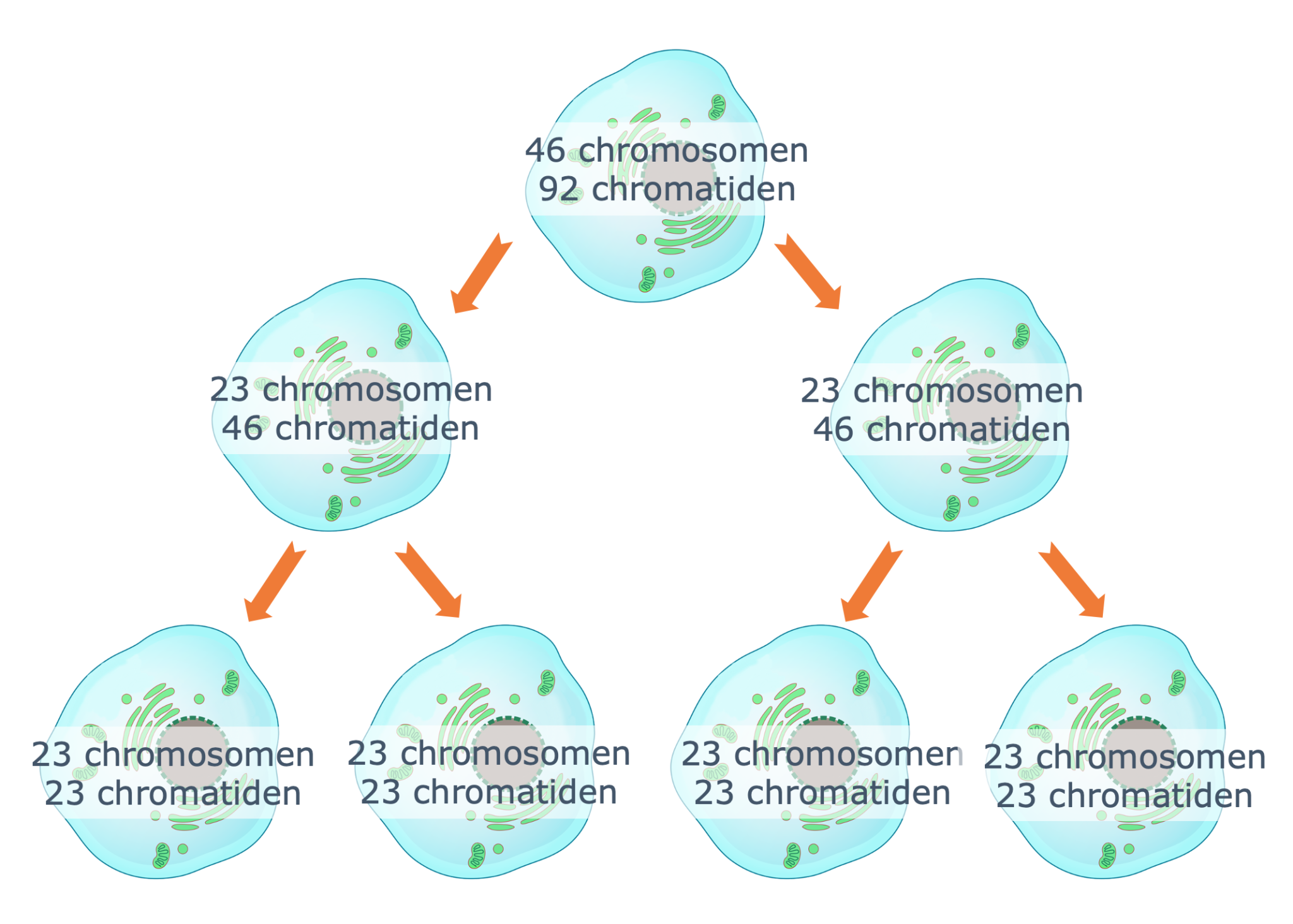 Chromosomen Biojuf