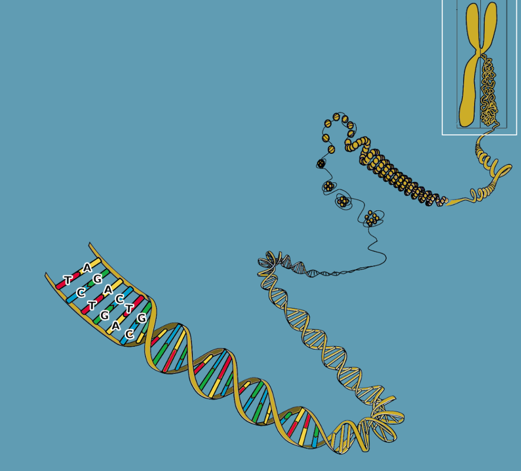 Chromosomen – Biojuf
