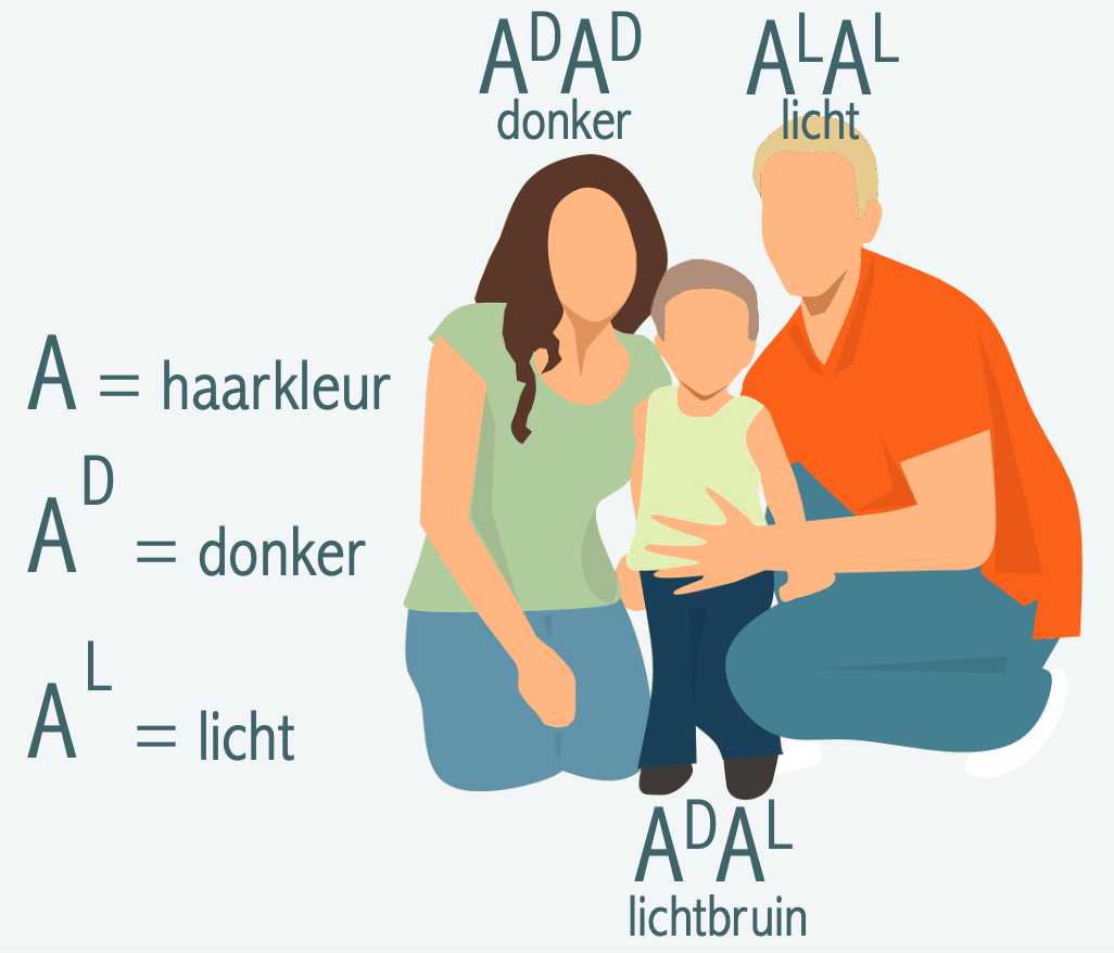 Kruisingsschema’s – Biojuf
