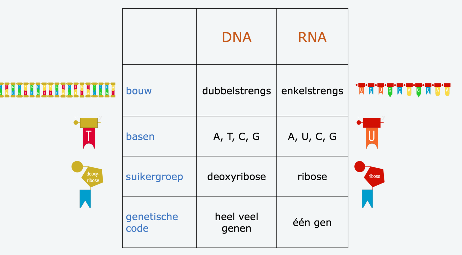 Maken van eiwitten – Biojuf