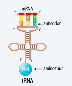 Maken van eiwitten – Biojuf