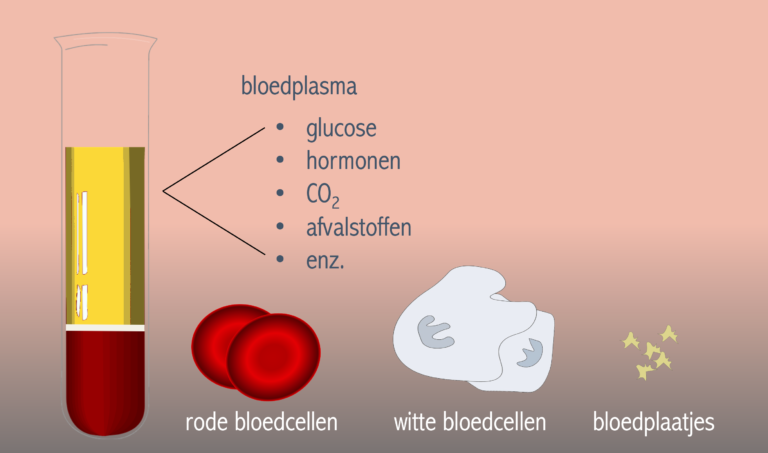 Samenstelling bloed – Biojuf