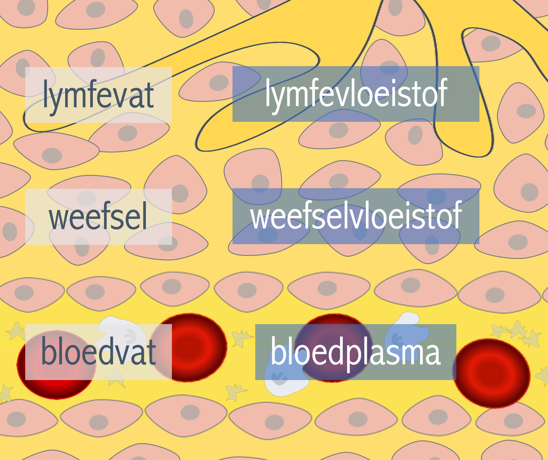 Lymfevatenstelsel – Biojuf