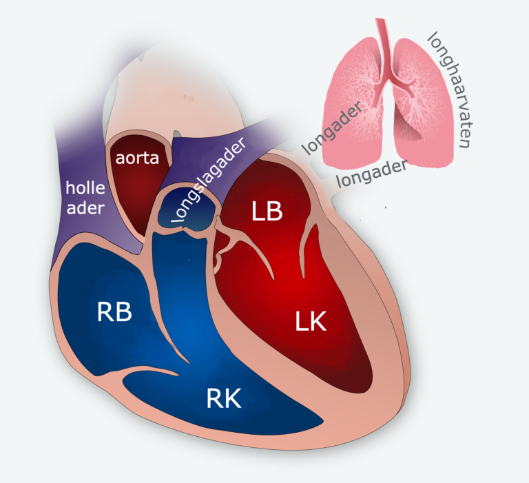 Anatomie hart – Biojuf