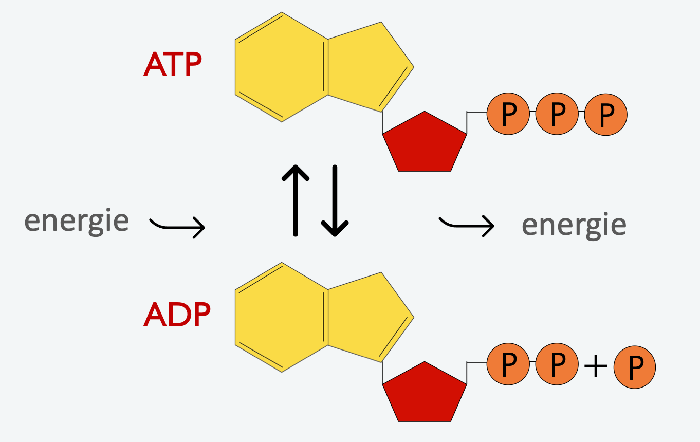 Energie-2 – Biojuf