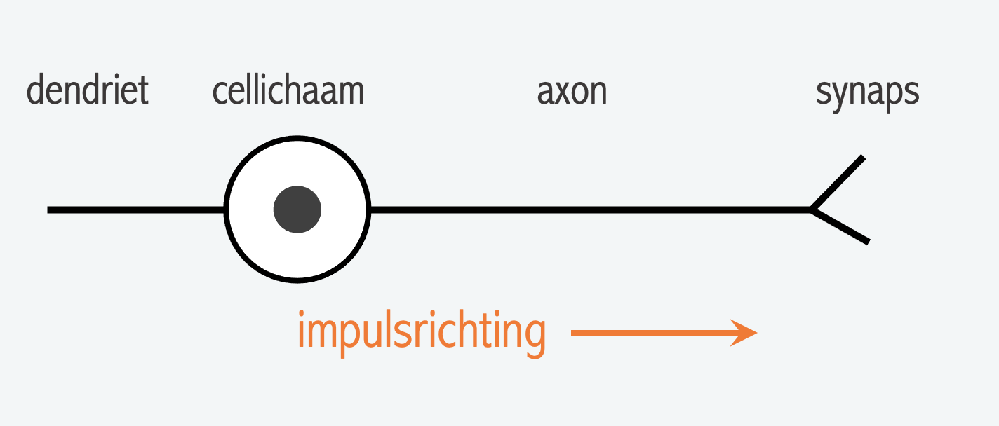 Zenuwstelsel – Biojuf