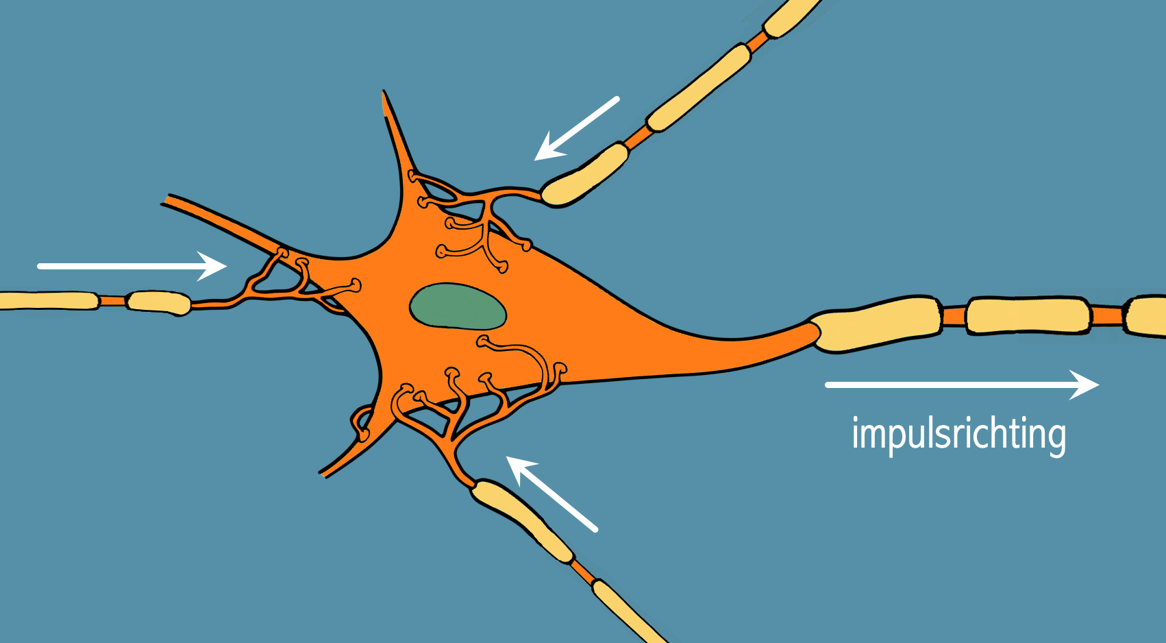 Zenuwstelsel – Biojuf