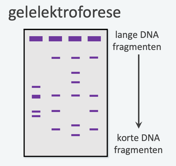 DNA profielen – Biojuf