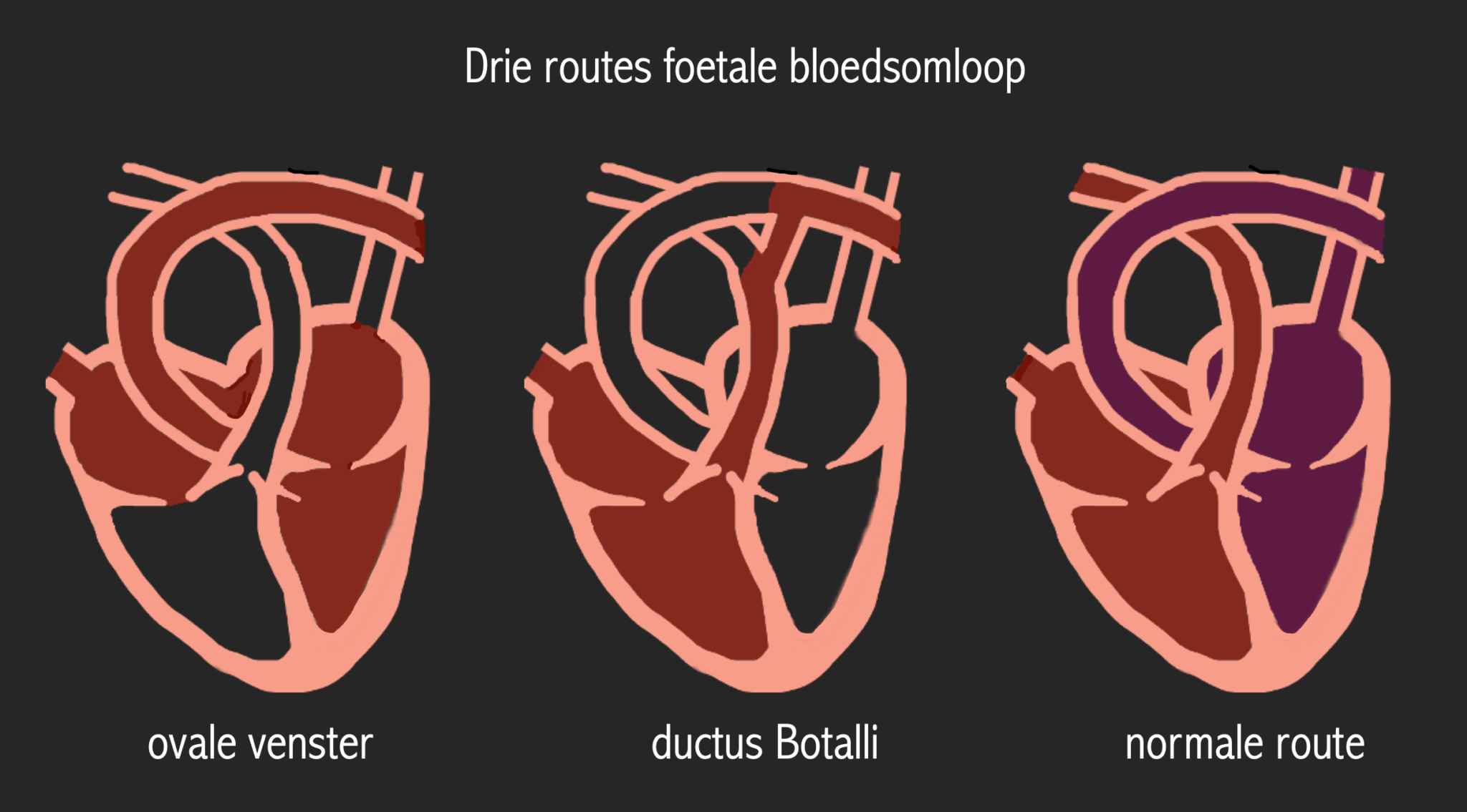 Foetale bloedsomloop – Biojuf