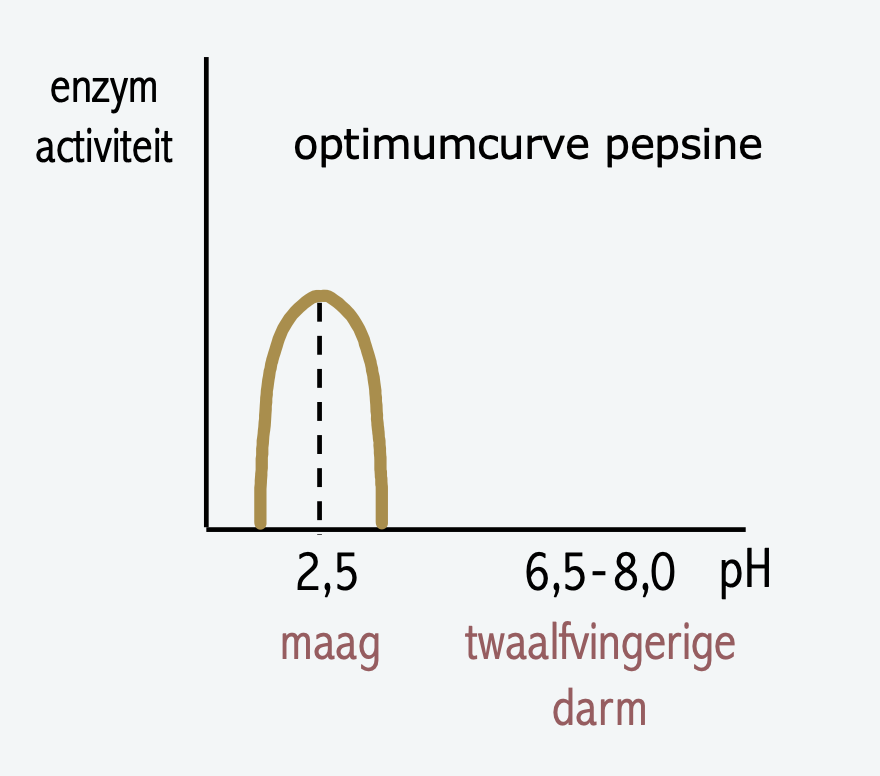 Enzymen – Biojuf