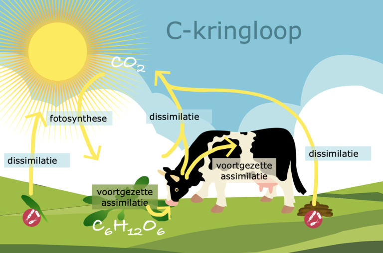 Koolstofkringloop – Biojuf