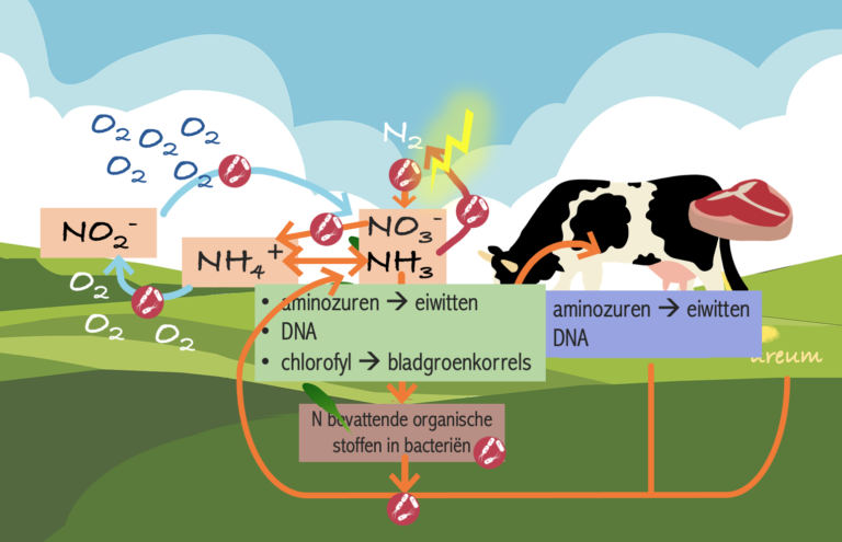 Stikstofkringloop – Biojuf