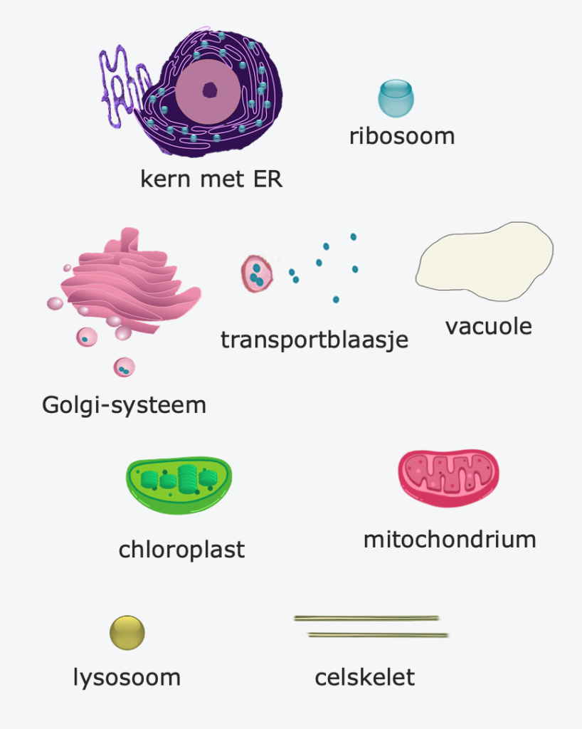 Cellen en organellen – Biojuf