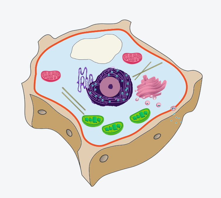 Cellen en organellen – Biojuf