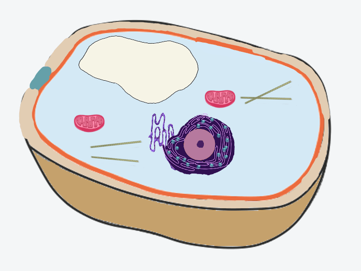 Cellen en organellen – Biojuf