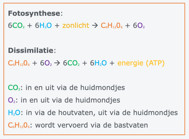 Transport in een plant – Biojuf