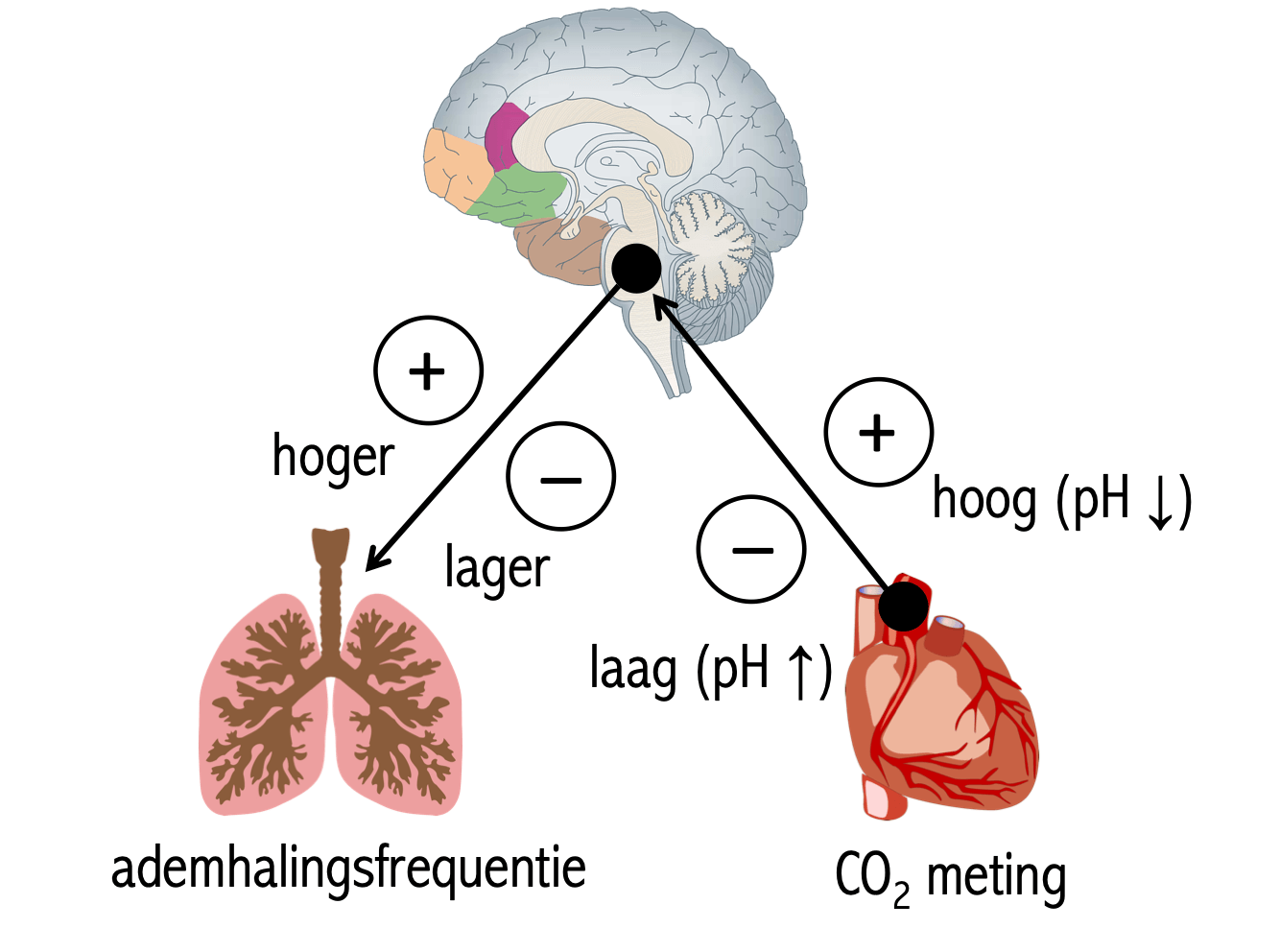 Uitscheiding, de longen – Biojuf