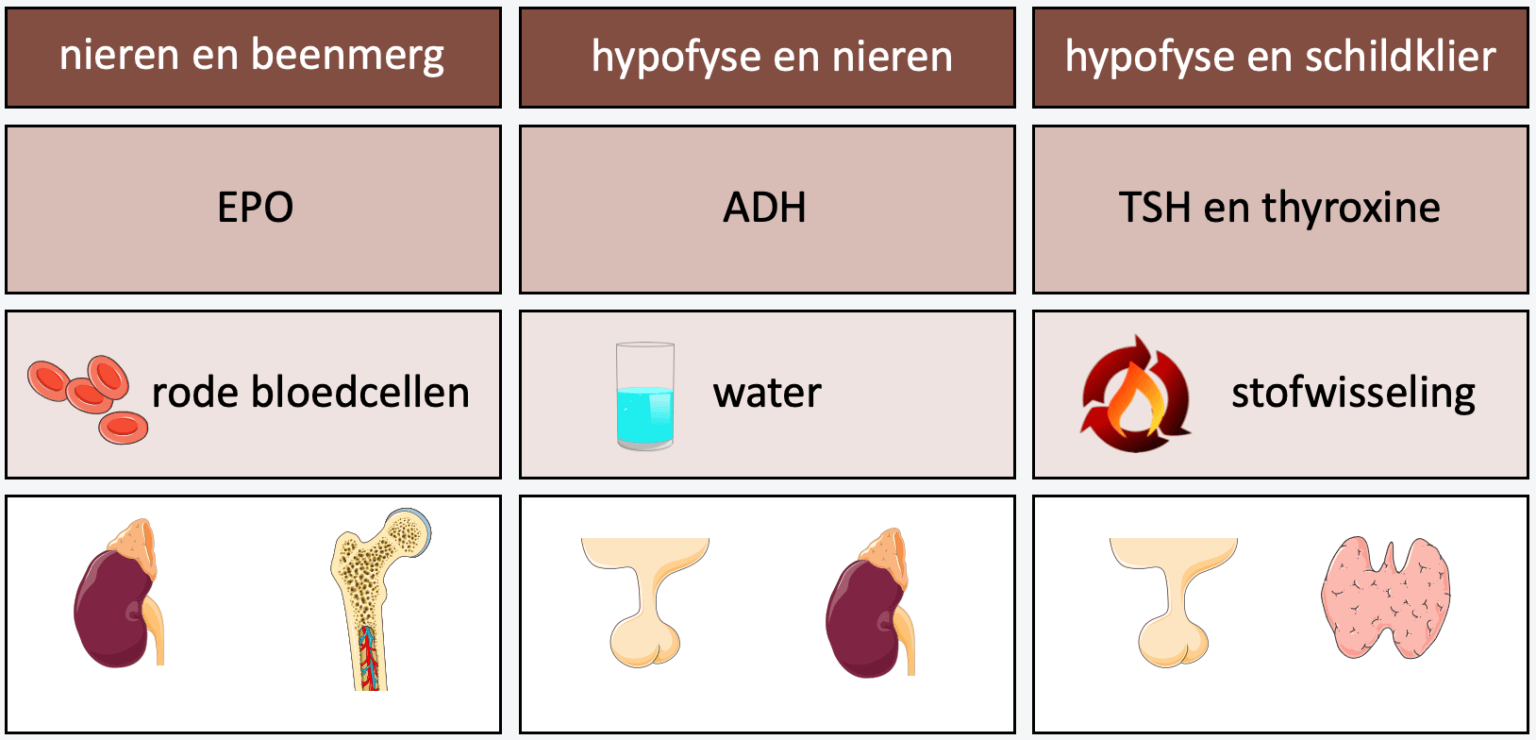 Hormoonstelsel – Biojuf