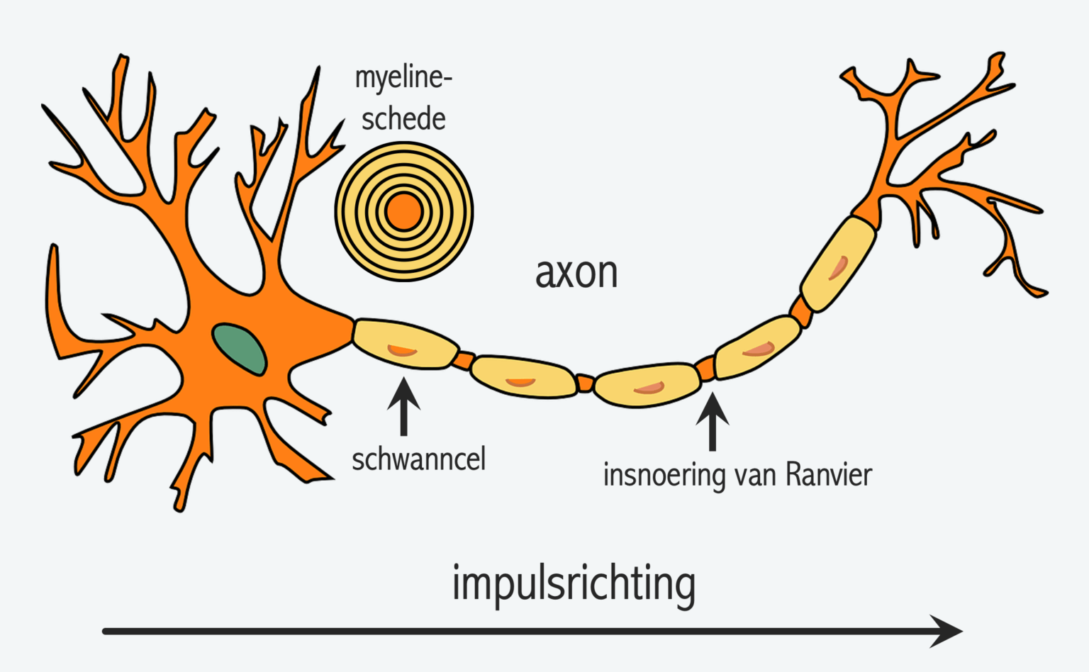 Zenuwstelsel – Biojuf