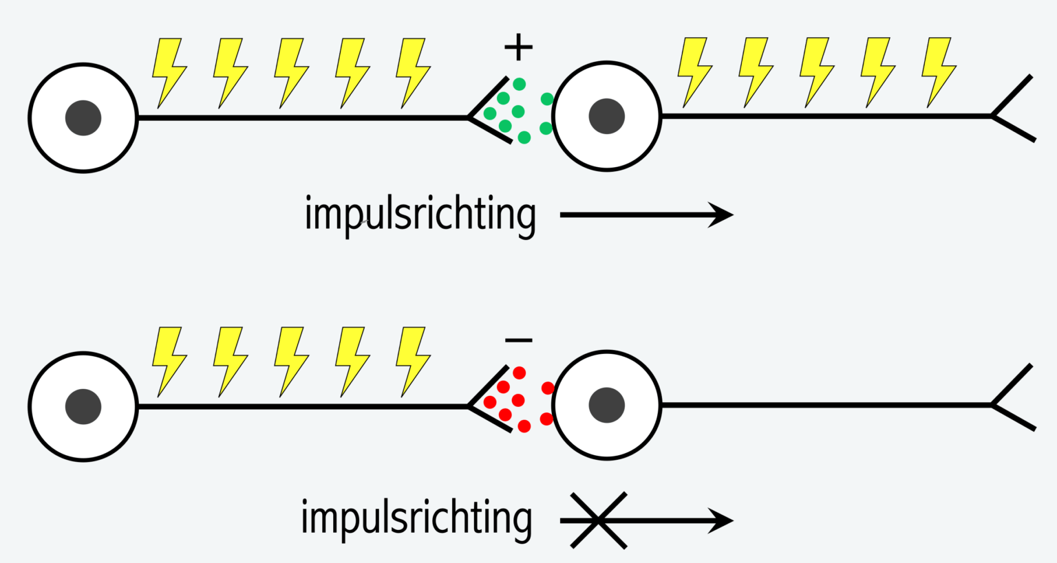 Zenuwstelsel – Biojuf