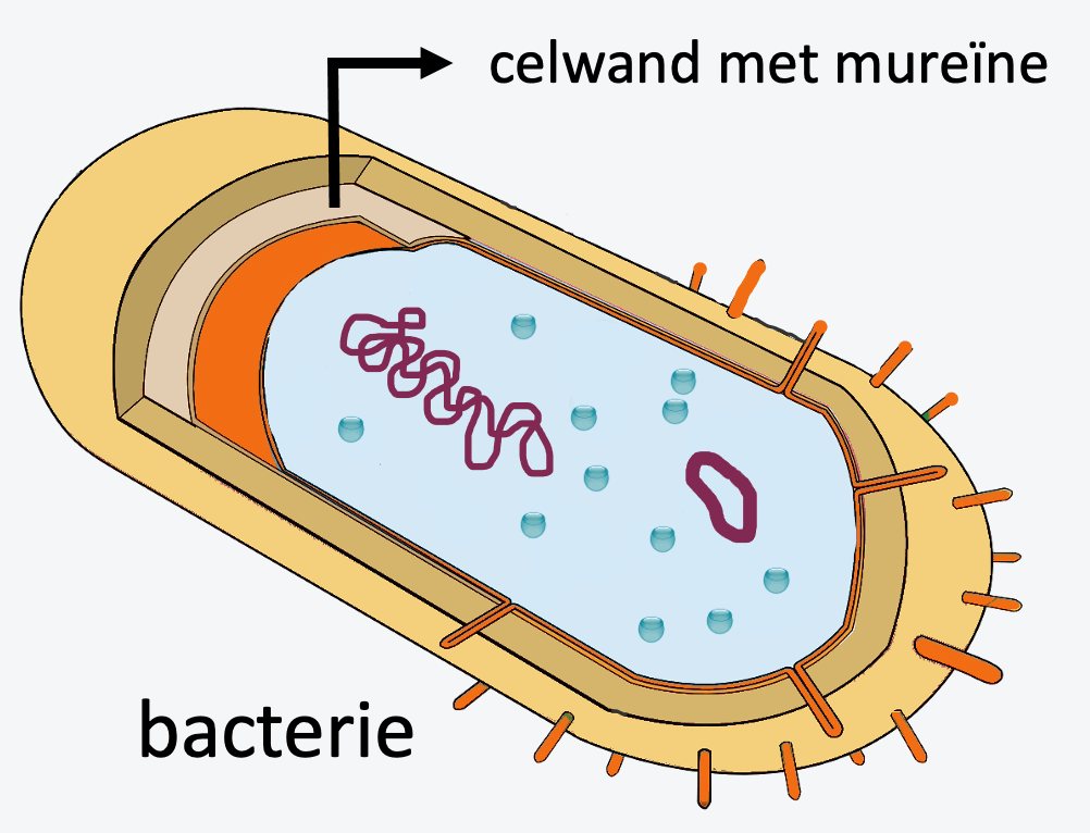 Antibiotica – Biojuf