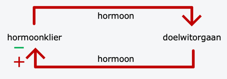 Hormoonstelsel – Biojuf