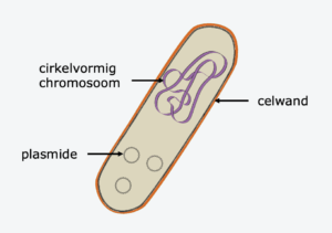 Cellen en organellen – Biojuf