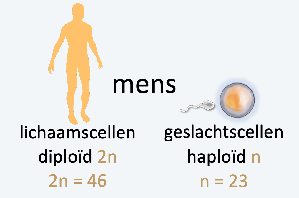 Chromosomen – Biojuf