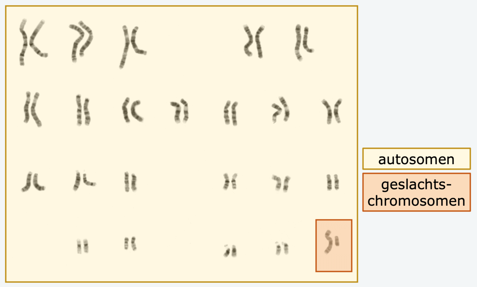 Kruisingsschema’s – Biojuf