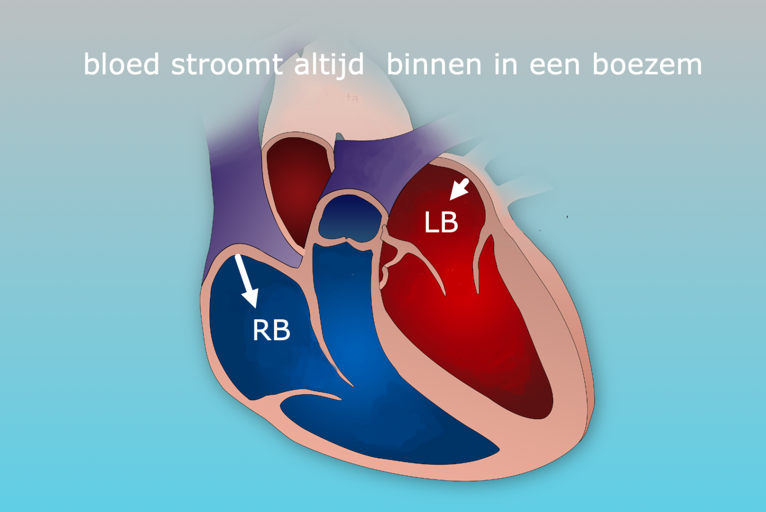 Volgorde bloedsomloop – Biojuf