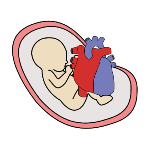 Foetale bloedsomloop – Biojuf