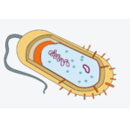 Cellen en organellen – Biojuf