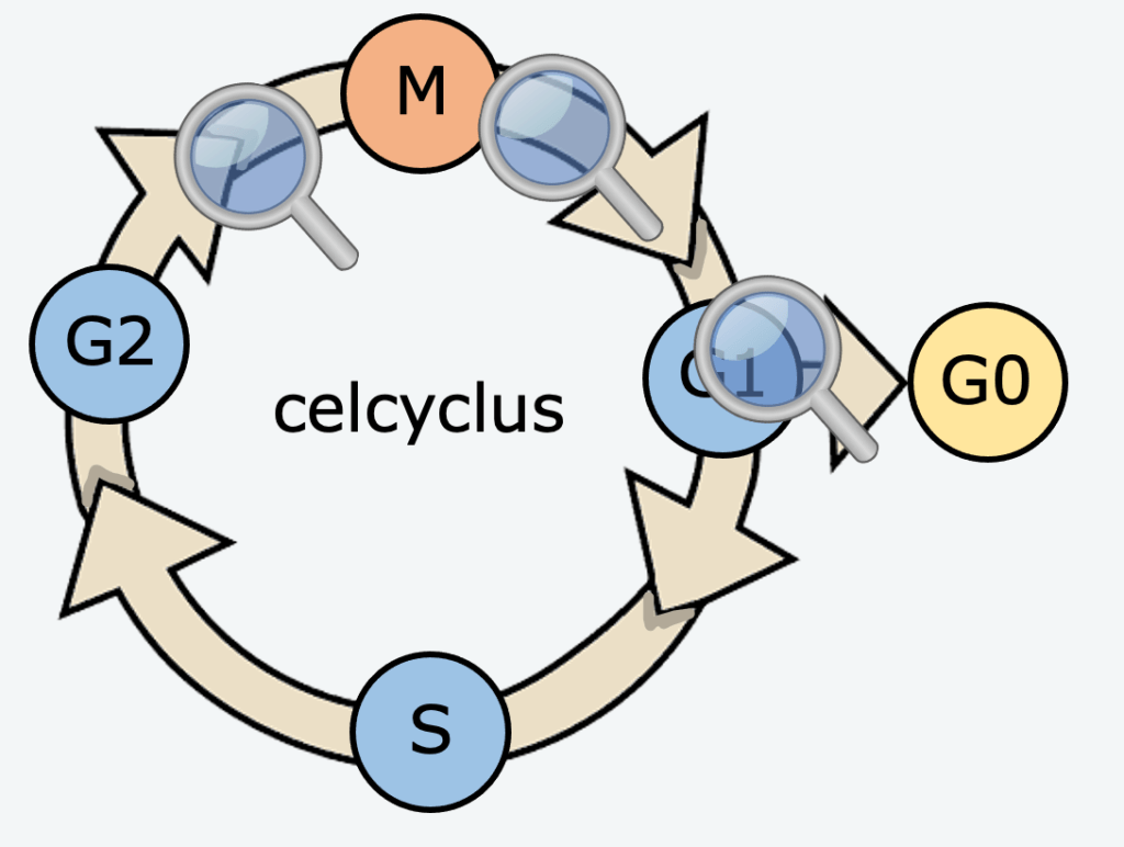 Celcyclus – Biojuf