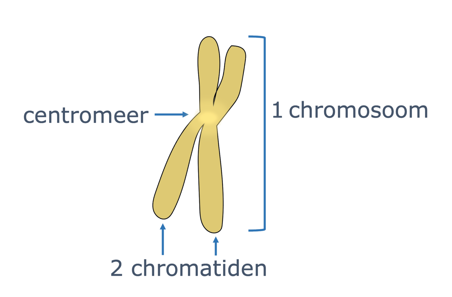 Chromosomen – Biojuf