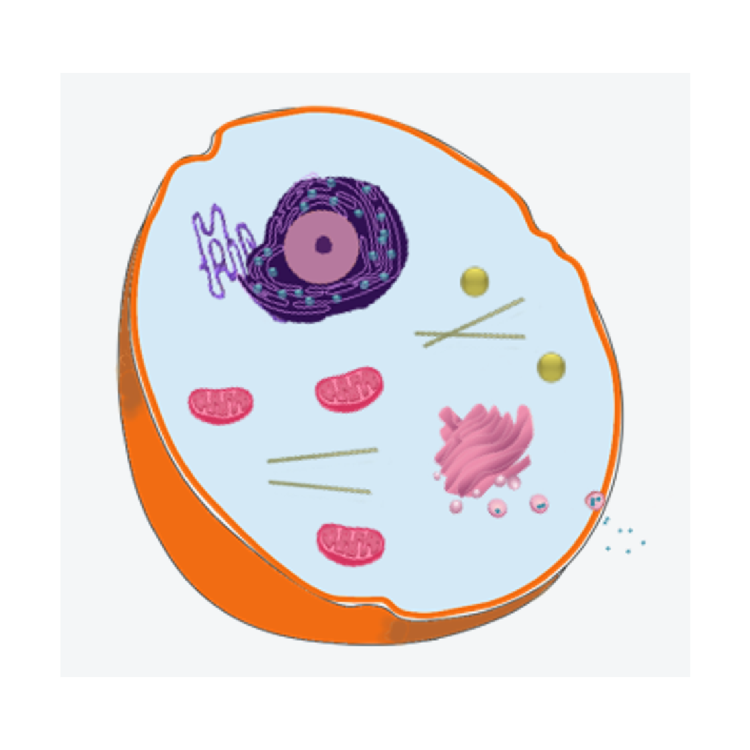 Cellen en organellen – Biojuf