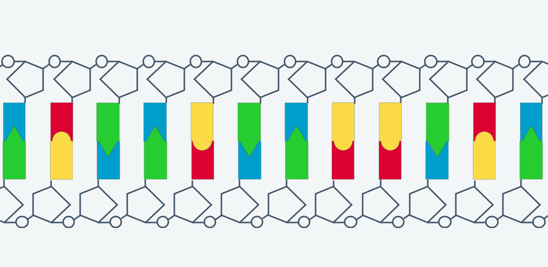 DNA structuur – Biojuf