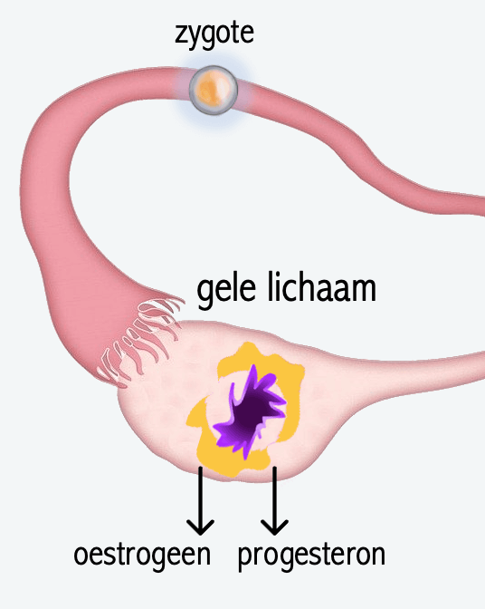 Geslachtelijke voortplanting – Biojuf