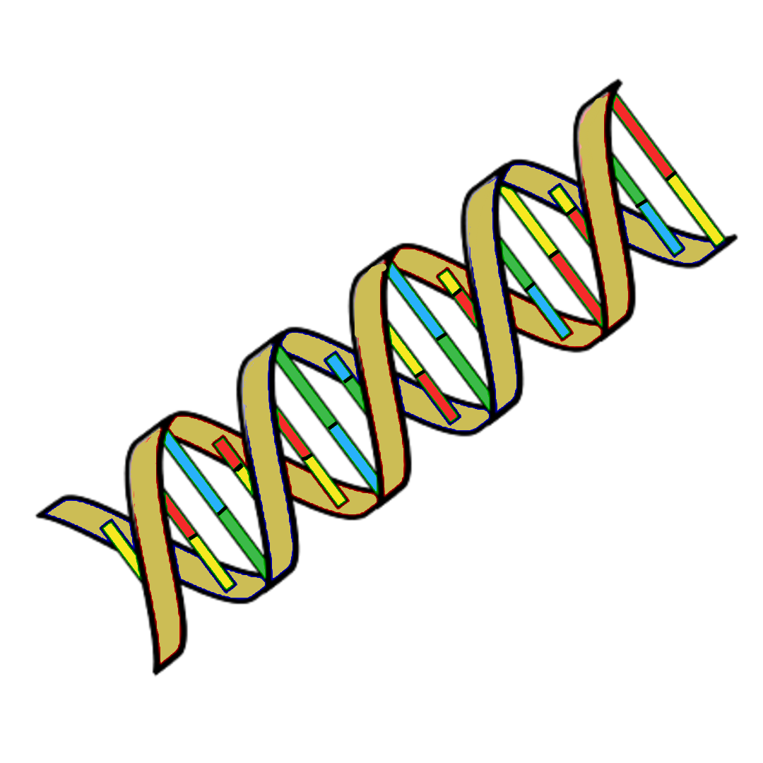 Erfelijkheid – Biojuf