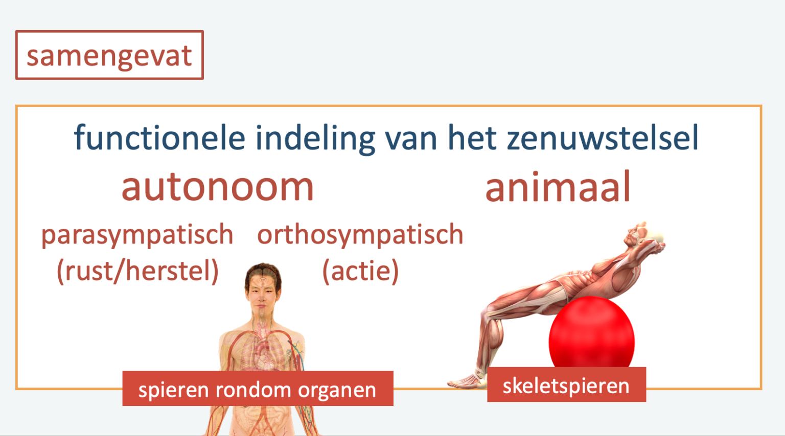 Zenuwstelsel – Biojuf