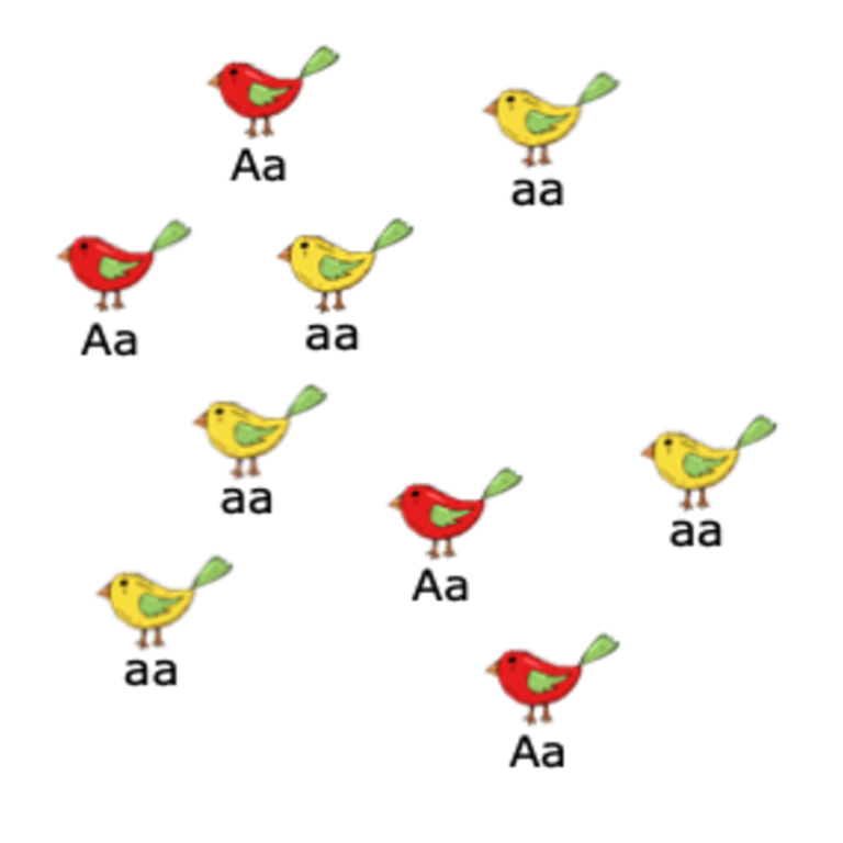 Genetische variatie – Biojuf