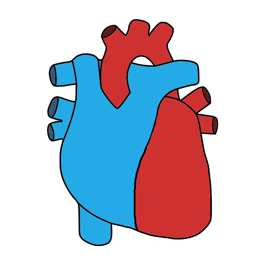 Anatomie hart – Biojuf