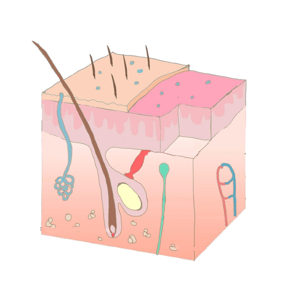 Uitscheiding, de longen – Biojuf